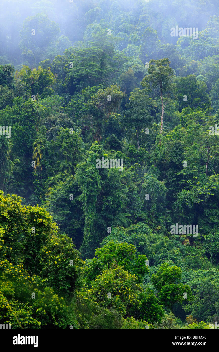 Thick rainforest covered mountains in the heart of the tropical ...