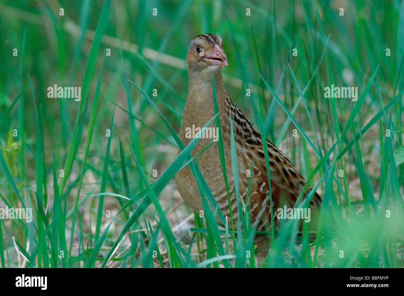 Corncrake Crex crex Stock Photo - Alamy