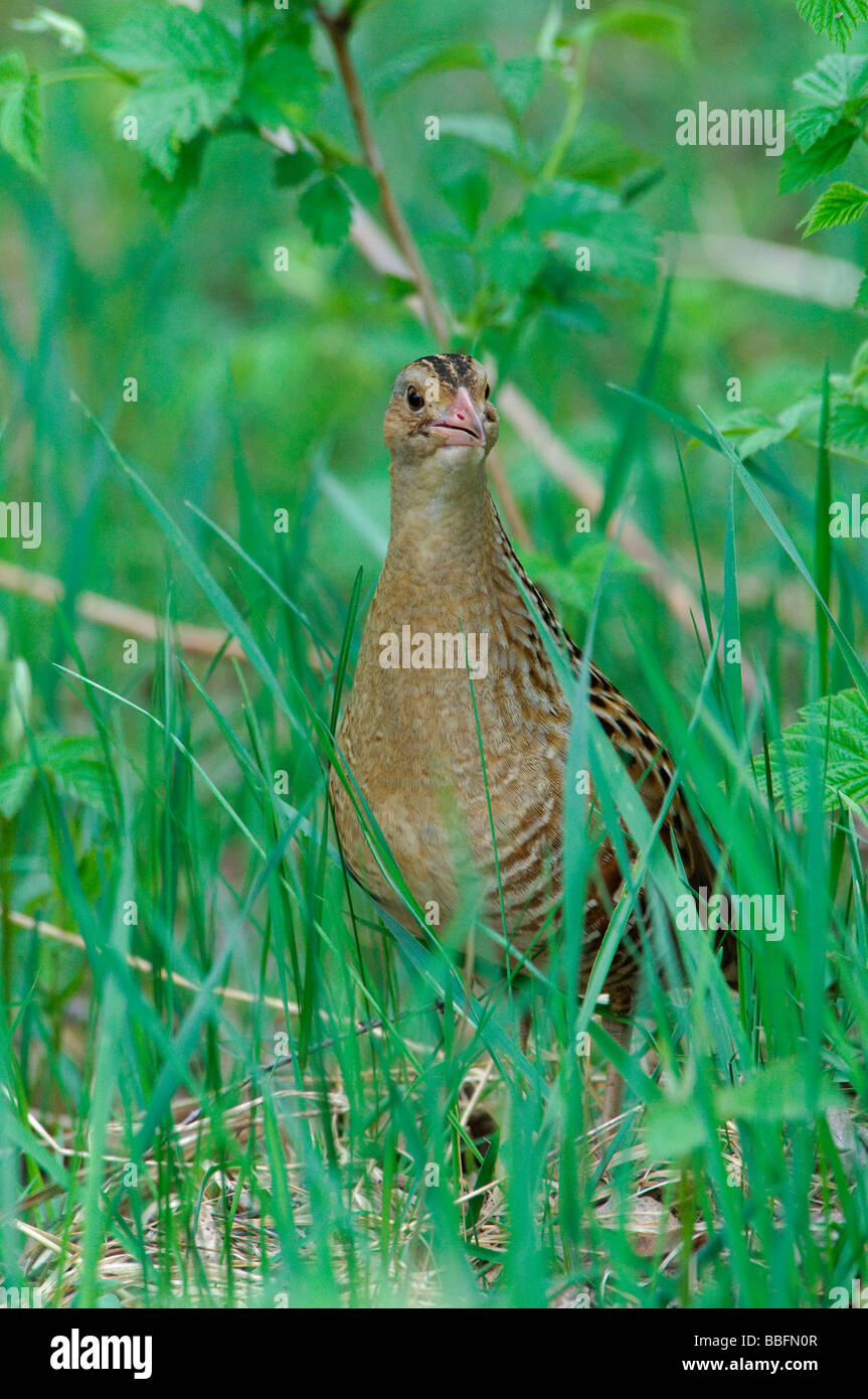 Crex crex hi-res stock photography and images - Alamy
