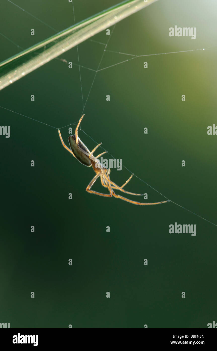 How does a spider make its web hi-res stock photography and images - Alamy