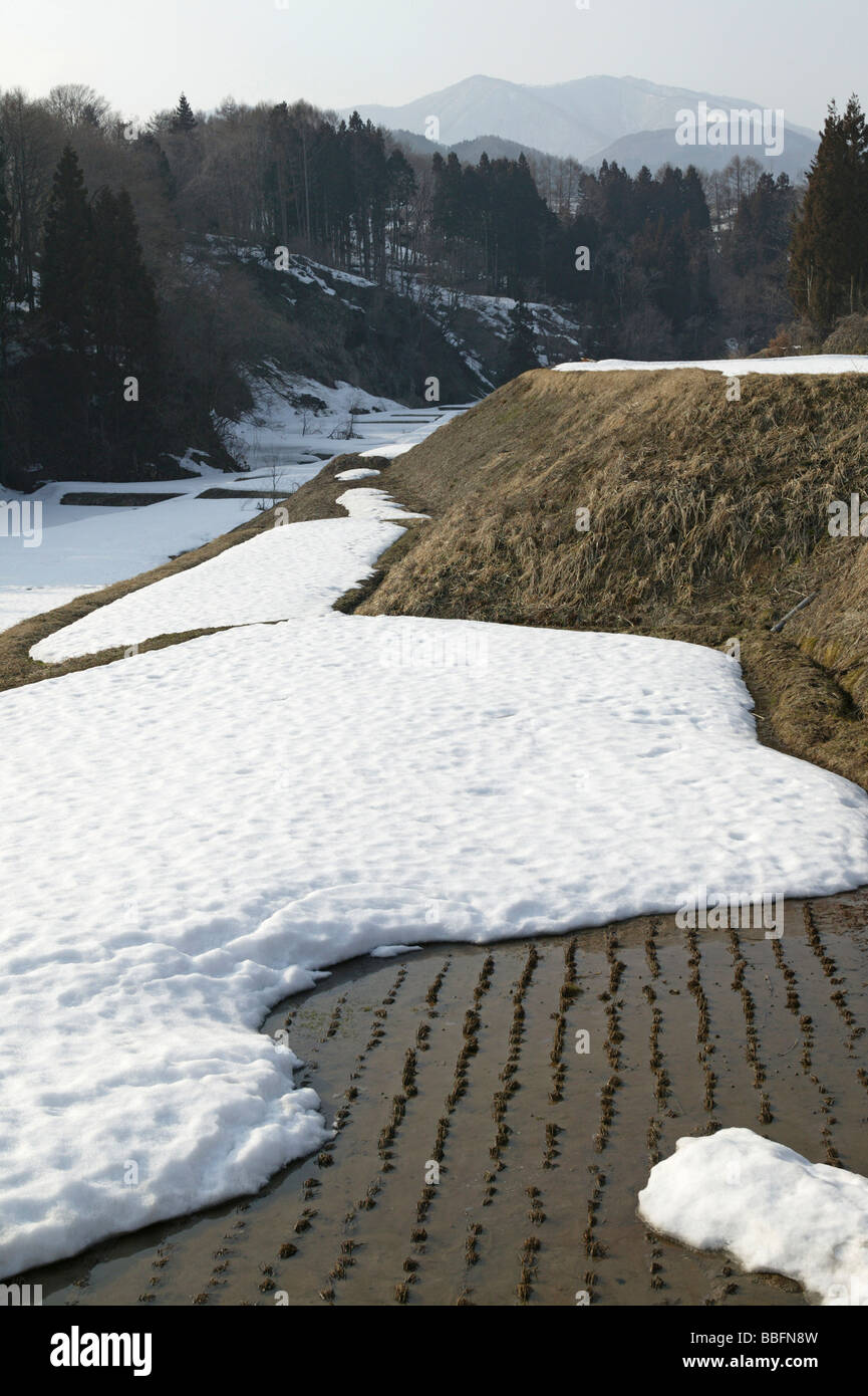 Remaining Snow On Rice Field Stock Photo - Alamy