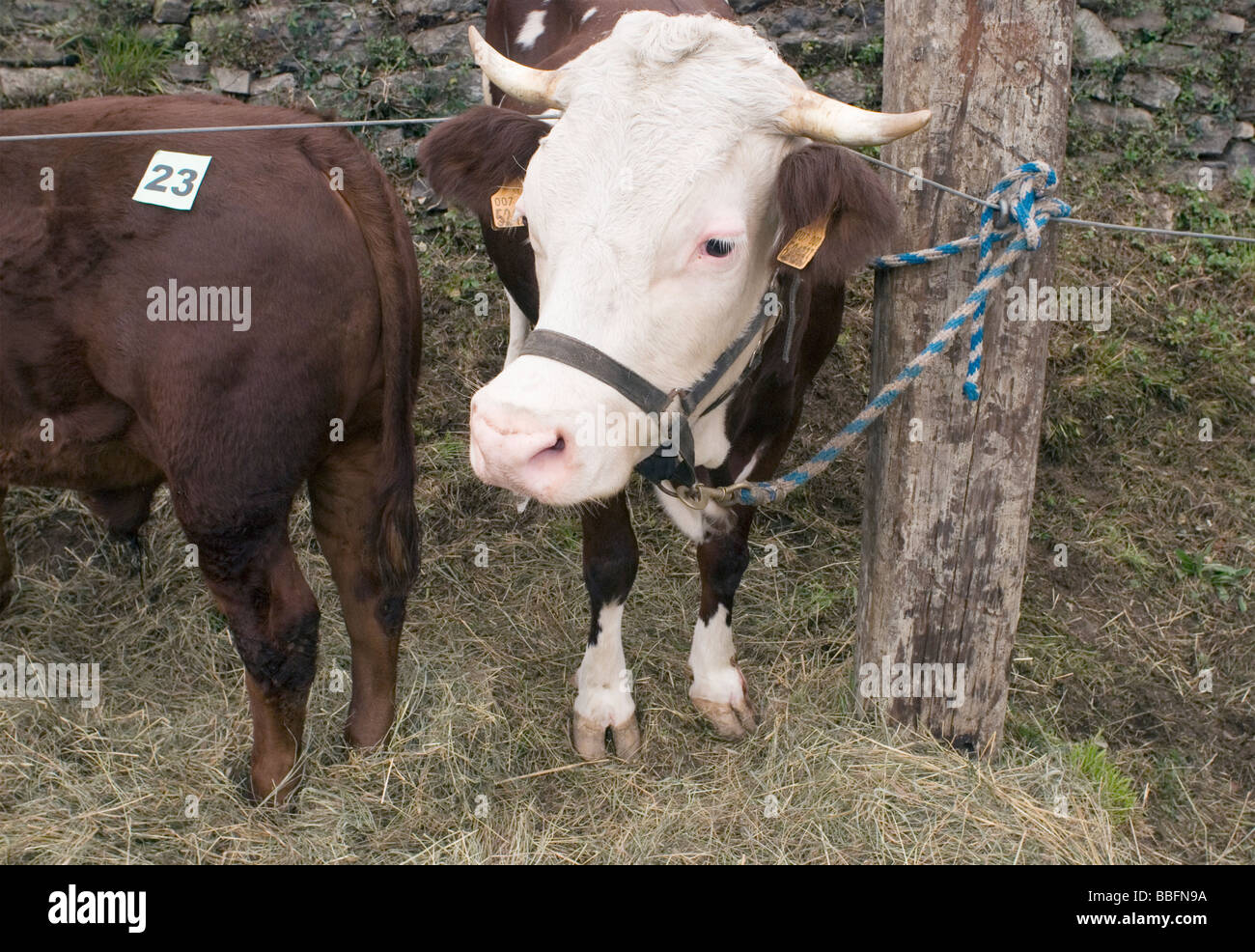 Cow Tied to Pole Stock Photo - Alamy