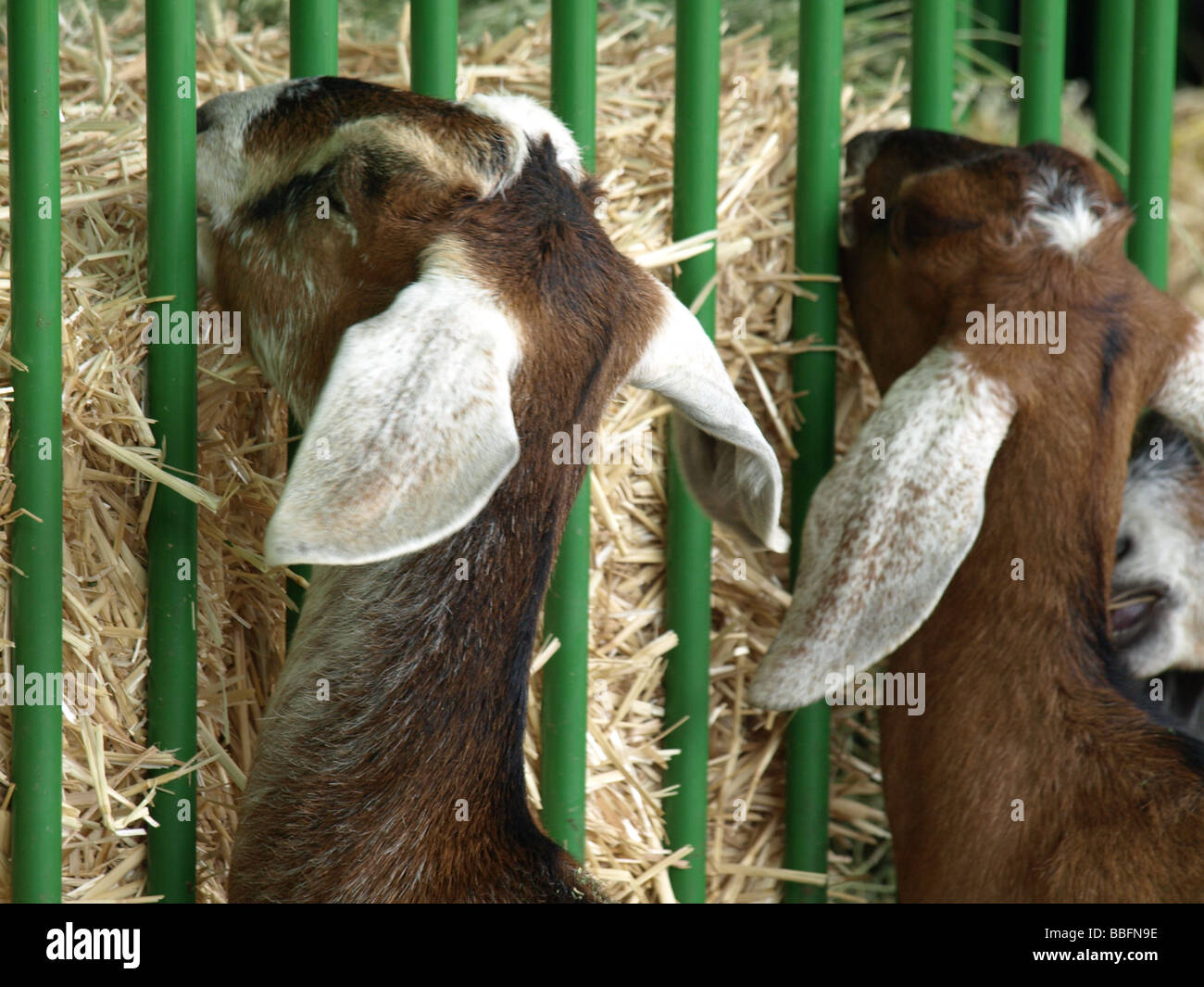 Photo of goats hi-res stock photography and images - Alamy