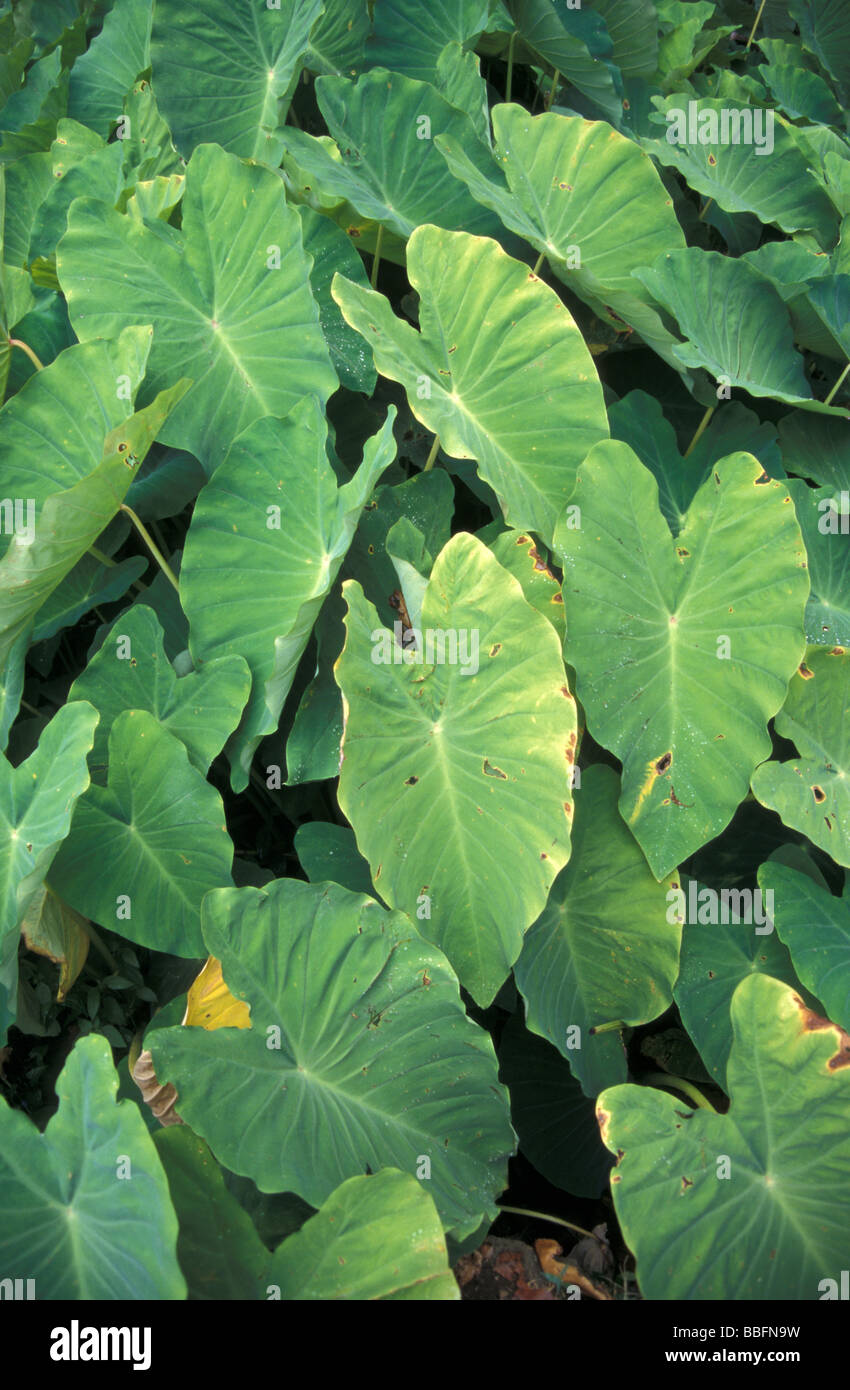 Taro field Rarotonga Cook Islands Polynesia Oceania Stock Photo - Alamy
