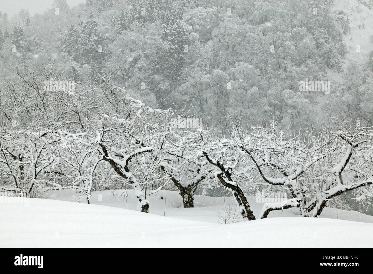 Snowscape forest hi-res stock photography and images - Alamy