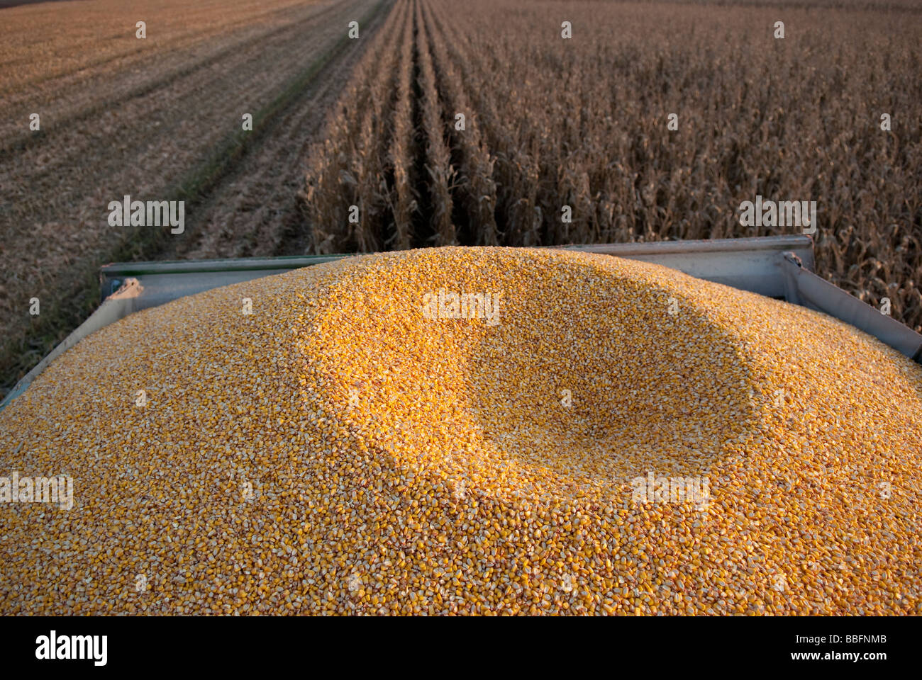 cornfield and corn crop Stock Photo - Alamy