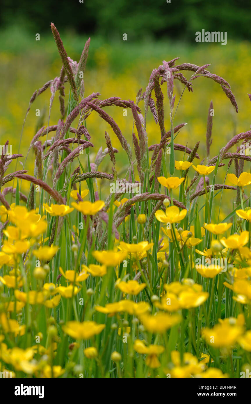 Yorkshire fog grass hi-res stock photography and images - Alamy