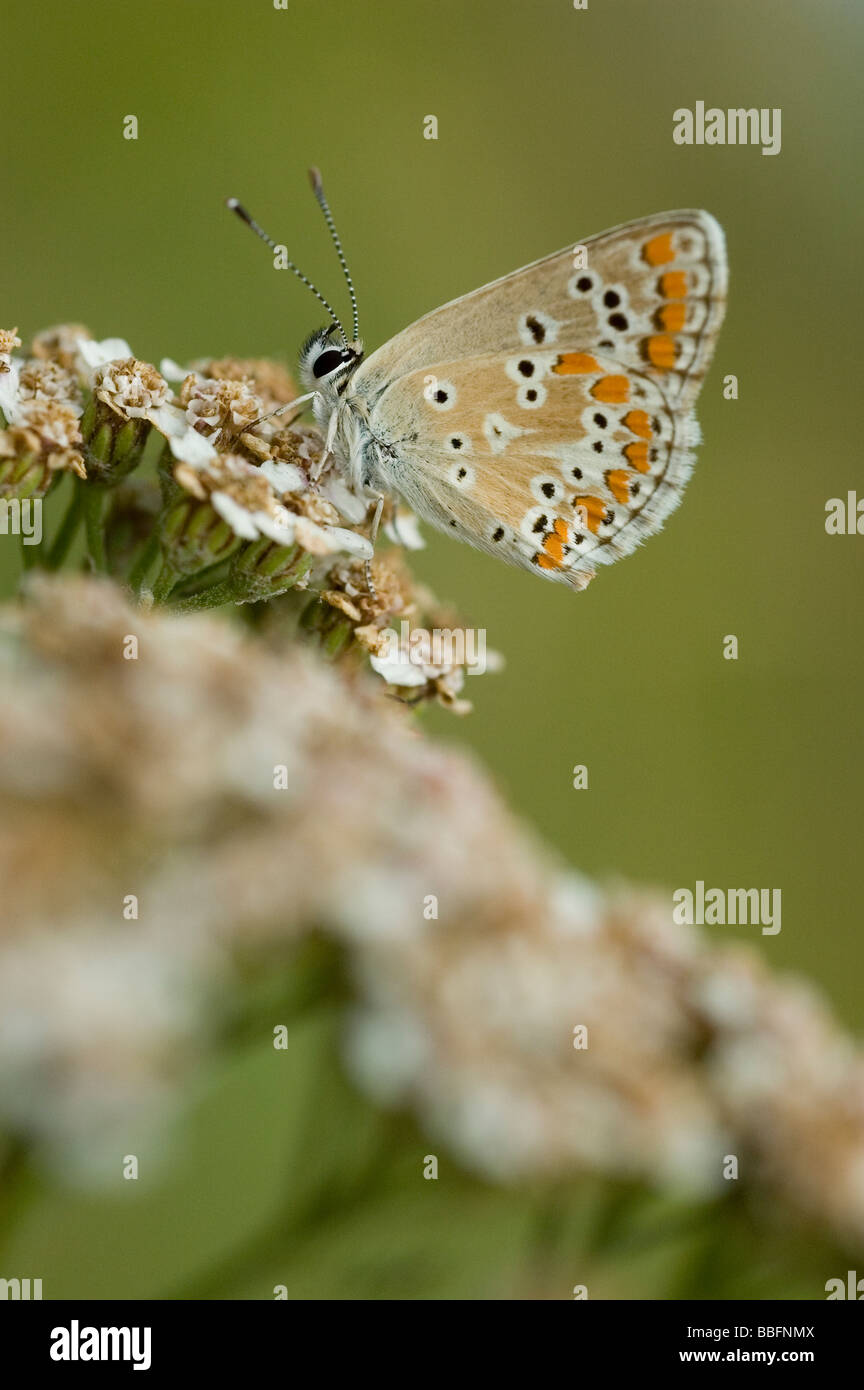Southern Brown Argus butterfly (Aricia cramera) on common yarrow flower ...