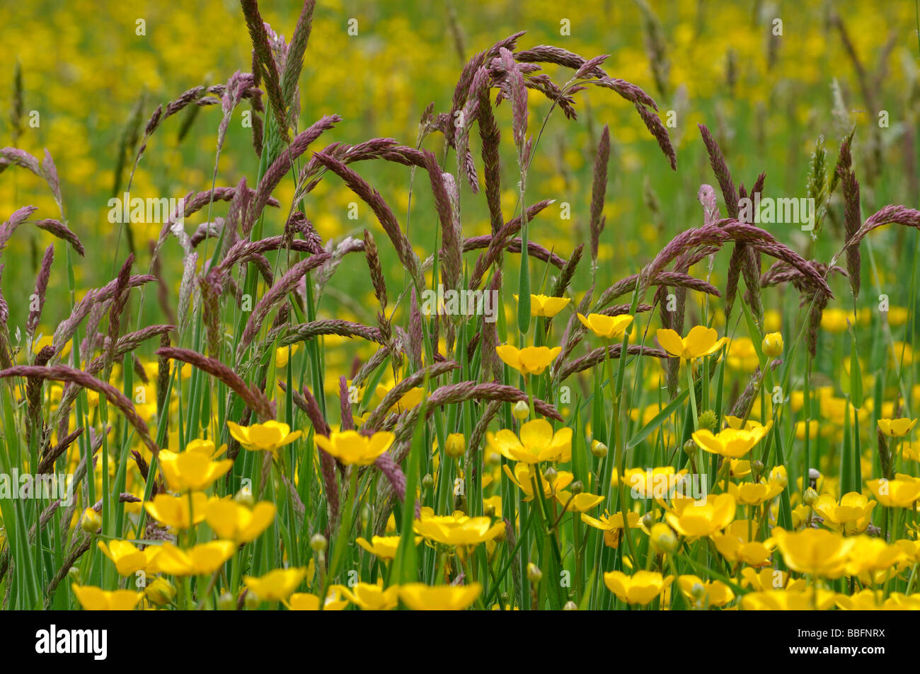 Yorkshire fog grass hi-res stock photography and images - Alamy