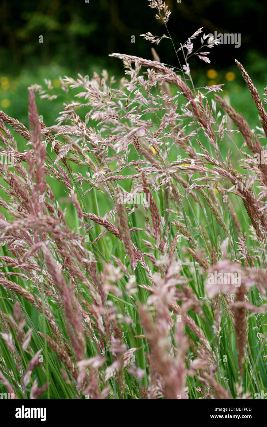 Fog fever hi-res stock photography and images - Alamy