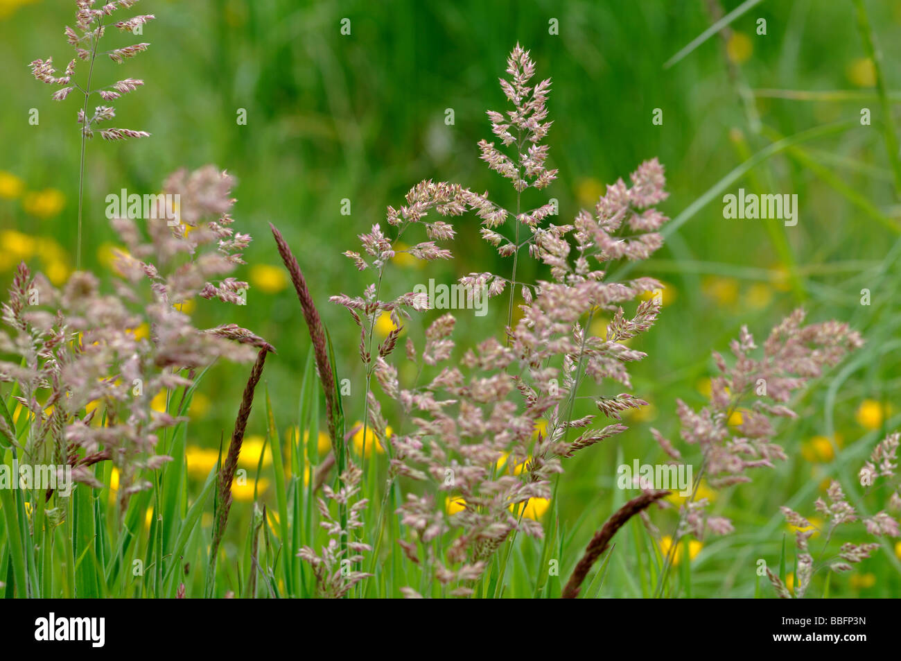 Fever grass hi-res stock photography and images - Alamy