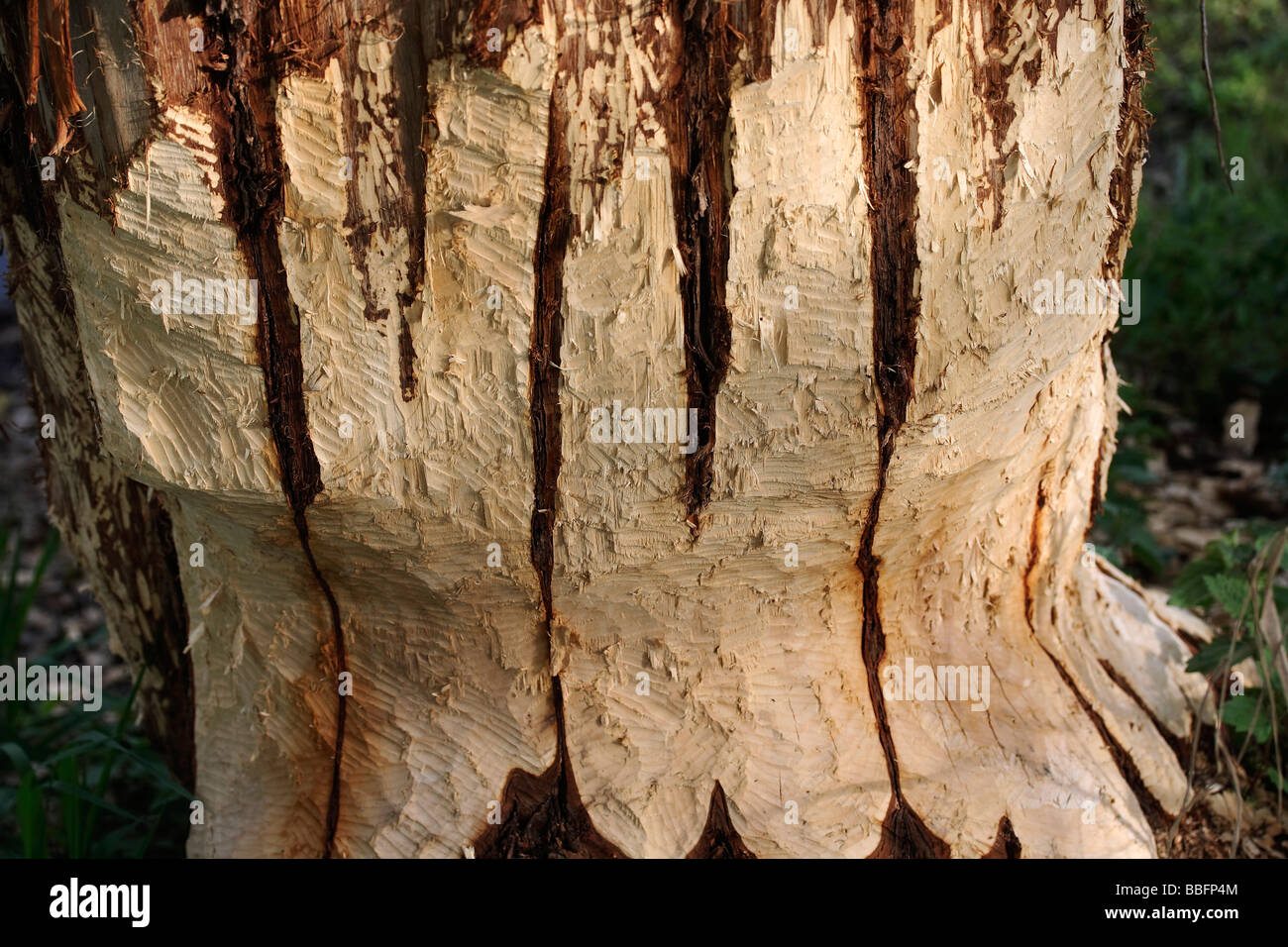 Tree trunk gnawed by a beaver Stock Photo - Alamy