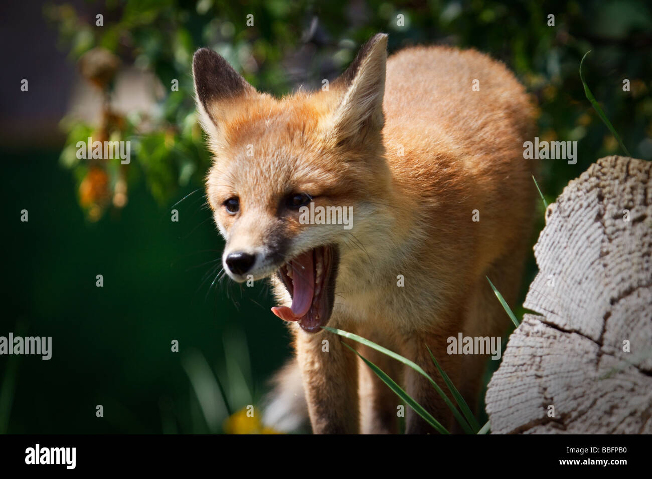 Grey fox cub hi-res stock photography and images - Alamy