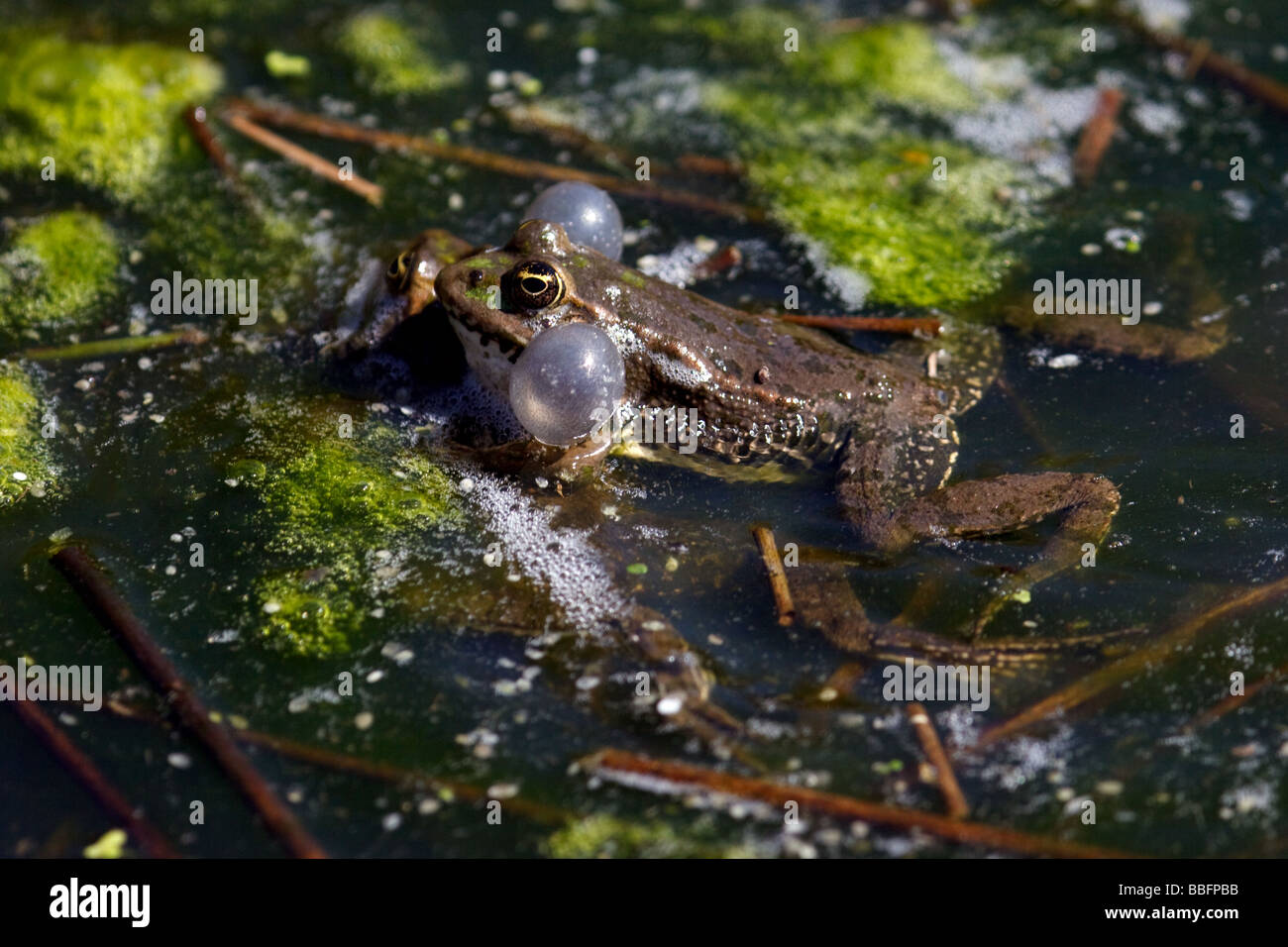 Marsh frog pelophylax ridibundus hi-res stock photography and images ...