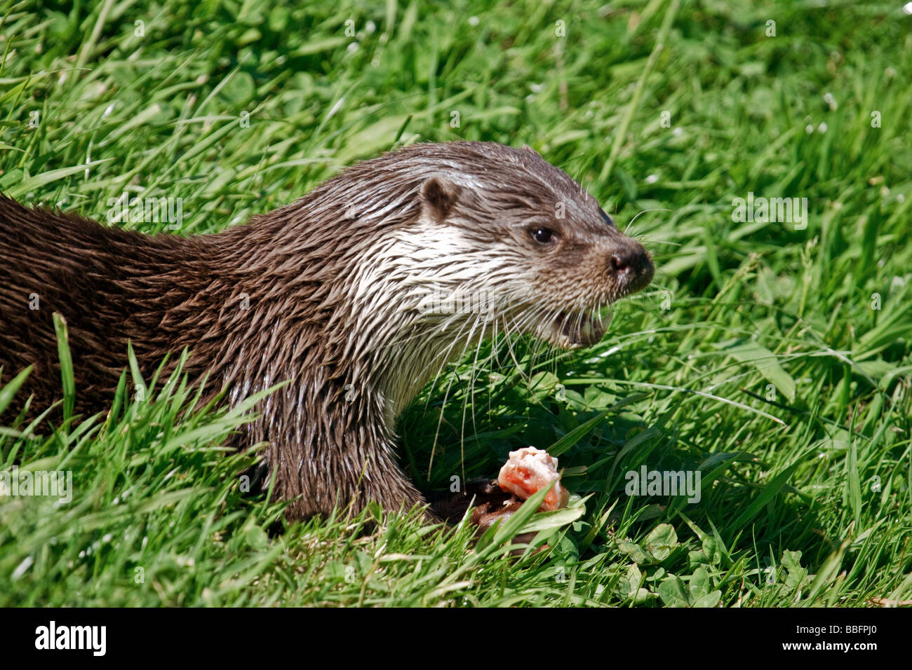 Eurasian Otter (Lutra lutra) in natural habitat Stock Photo - Alamy