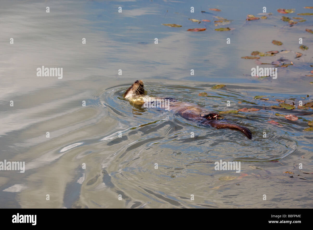 Otter uk back hi-res stock photography and images - Alamy