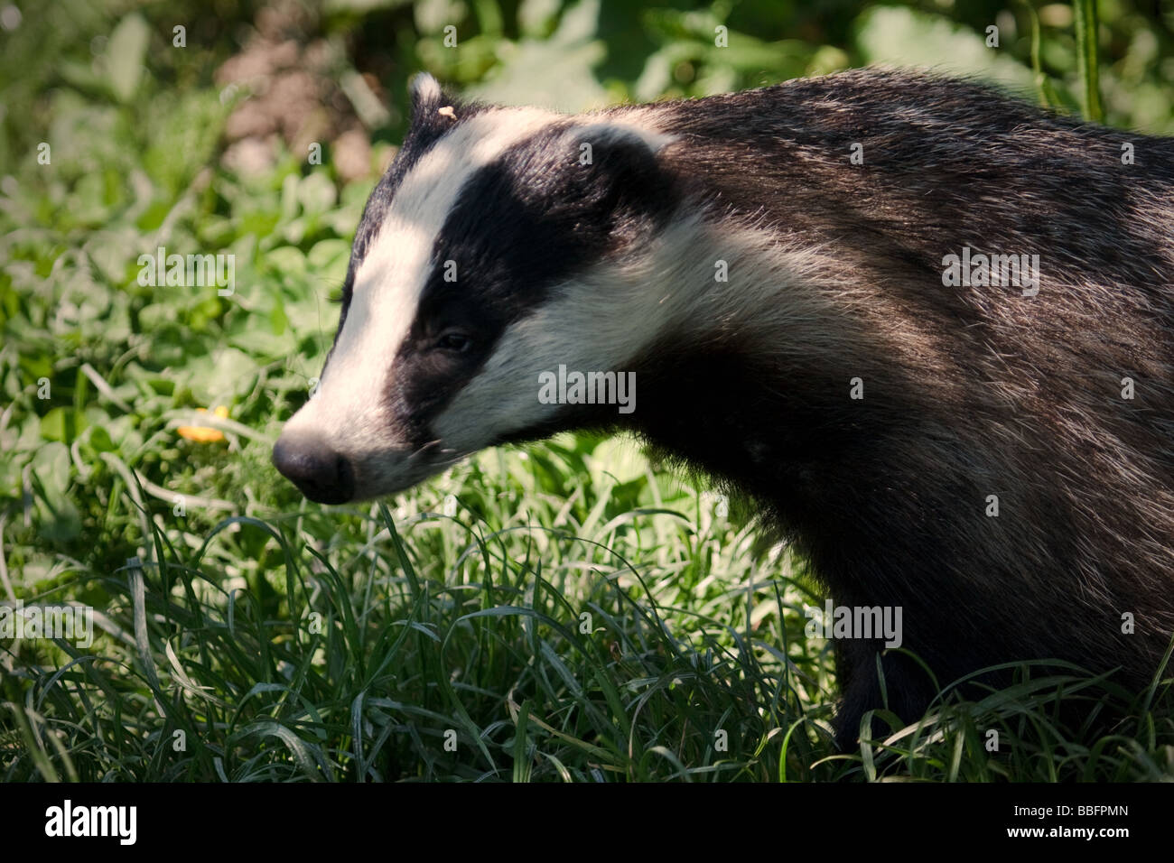 Close-up shot of an European Badger (meles meles Stock Photo - Alamy
