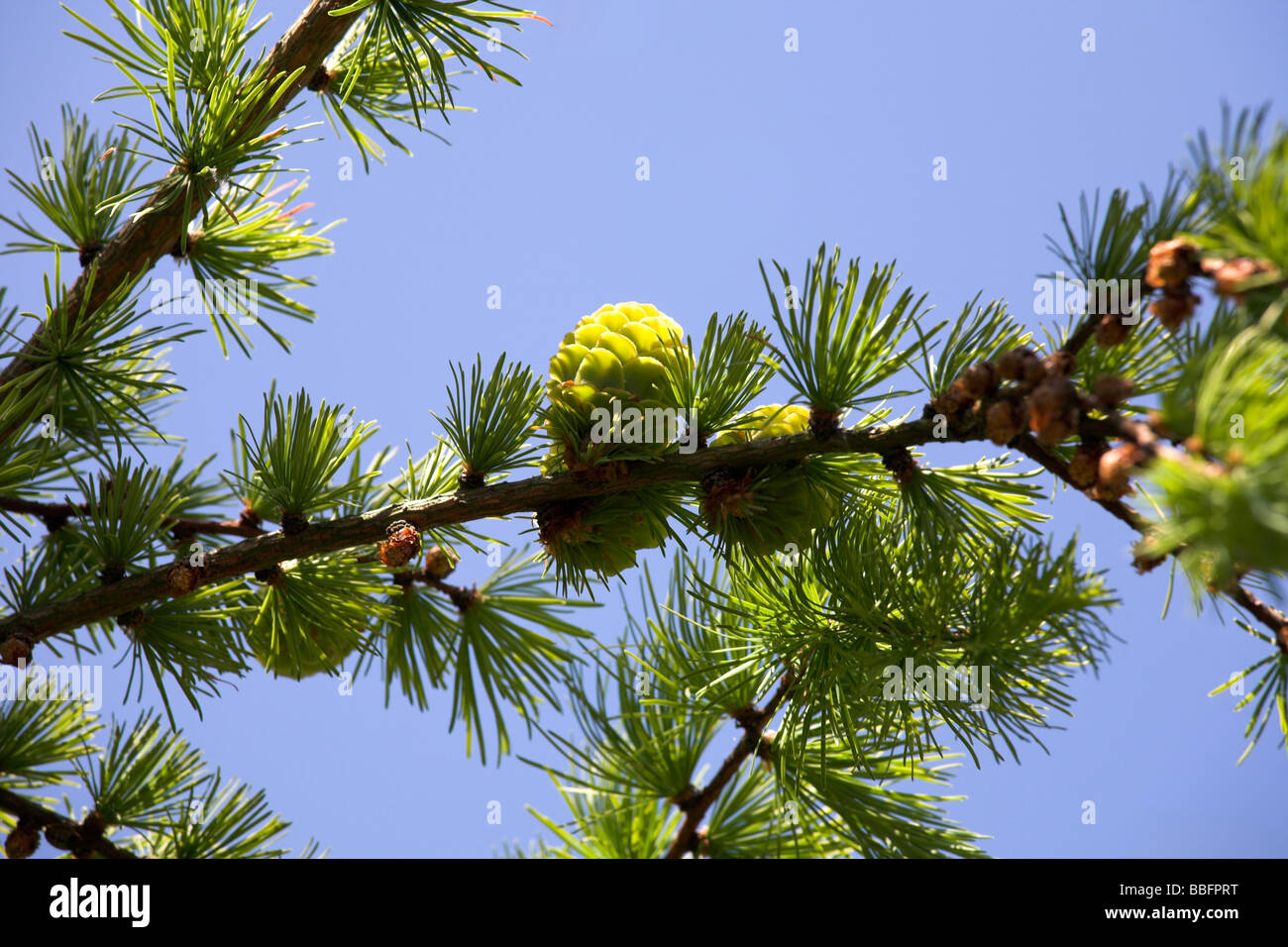 Spring growth on a Larch conifer Stock Photo - Alamy