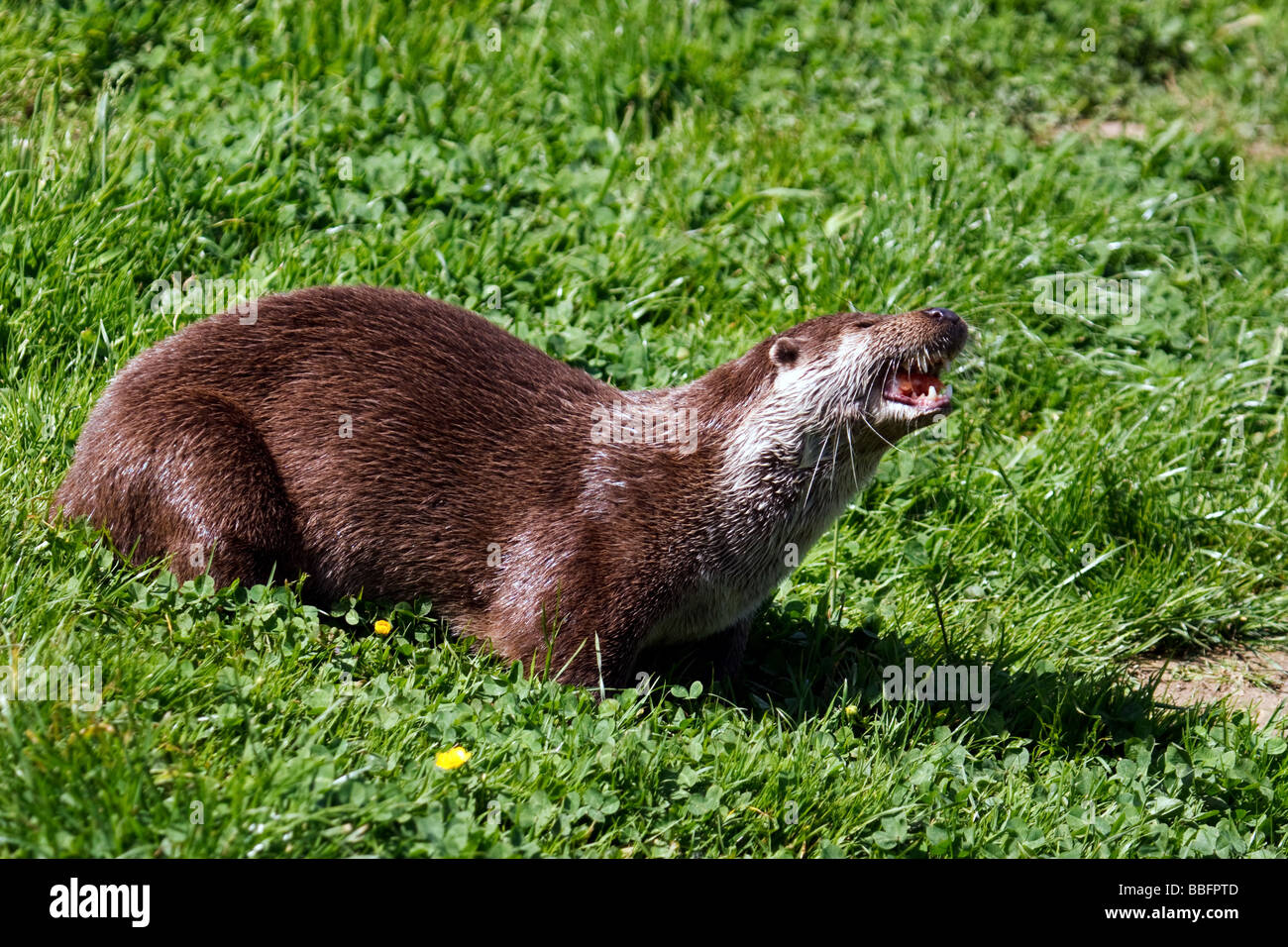 Eurasian Otter (Lutra lutra) in natural habitat Stock Photo - Alamy