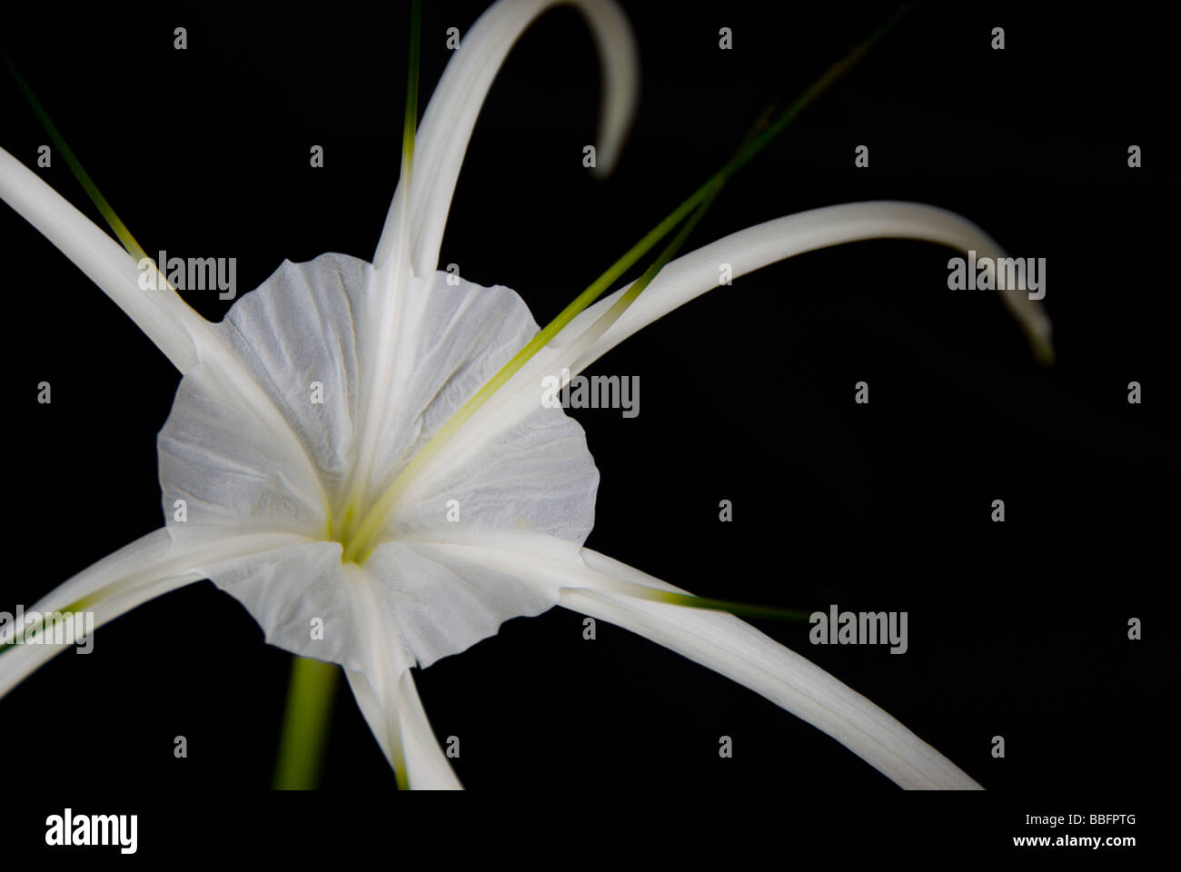 Sacred flower of the incas hi-res stock photography and images - Alamy