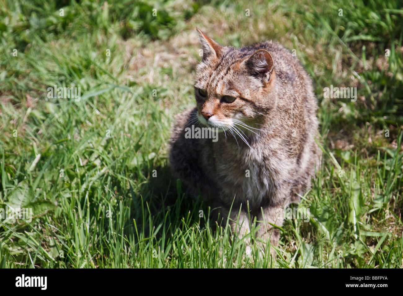 Close-up of an European Wildcat (felis silvestris silvestris Stock ...