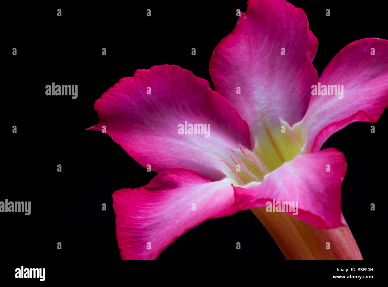 Adenium obesum impala lily hi-res stock photography and images - Alamy