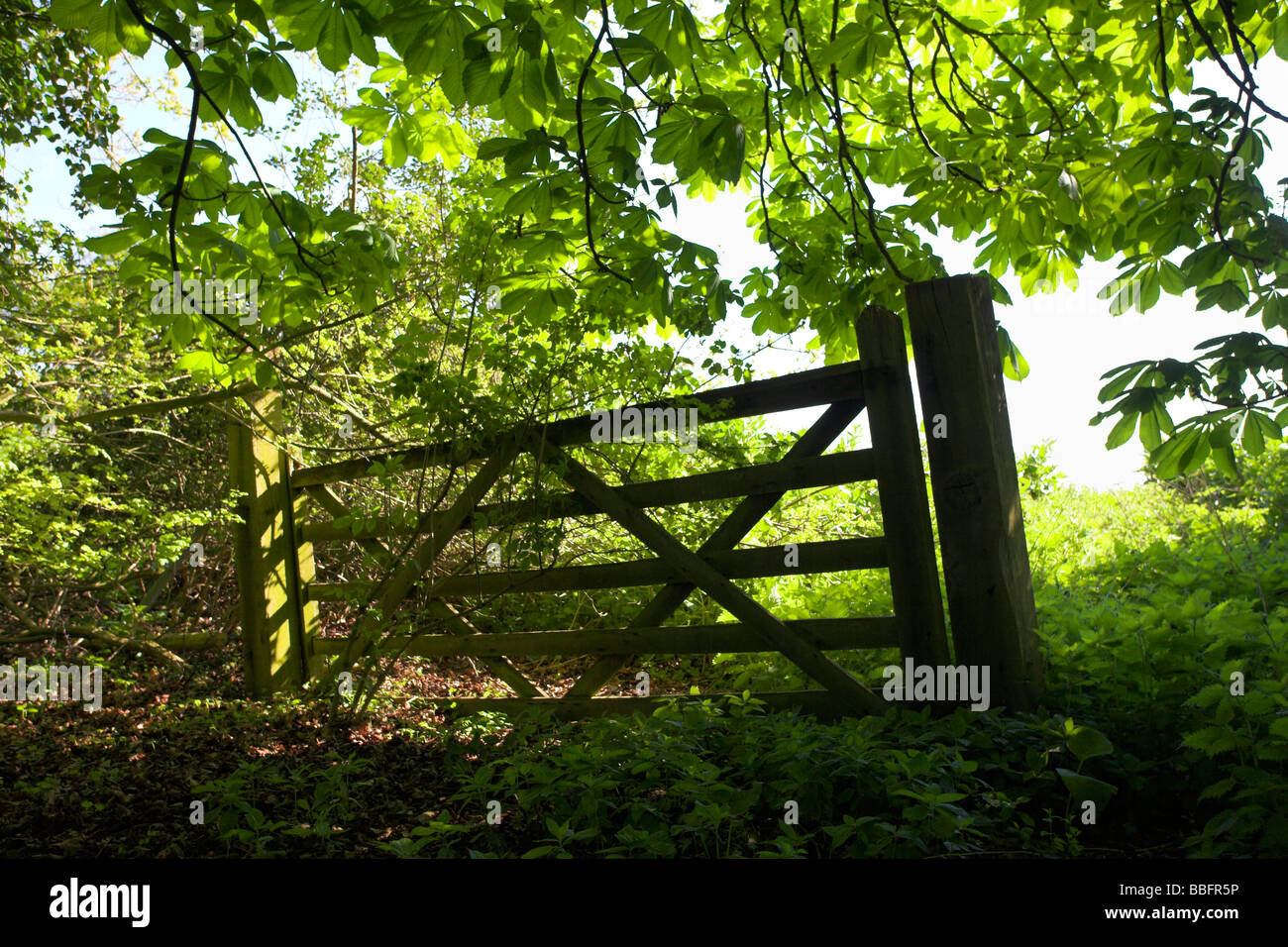 Entrance gate trees hi-res stock photography and images - Alamy