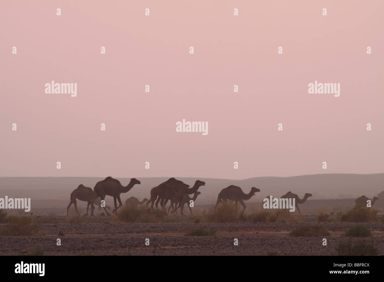 Dusty africa plain hi-res stock photography and images - Alamy