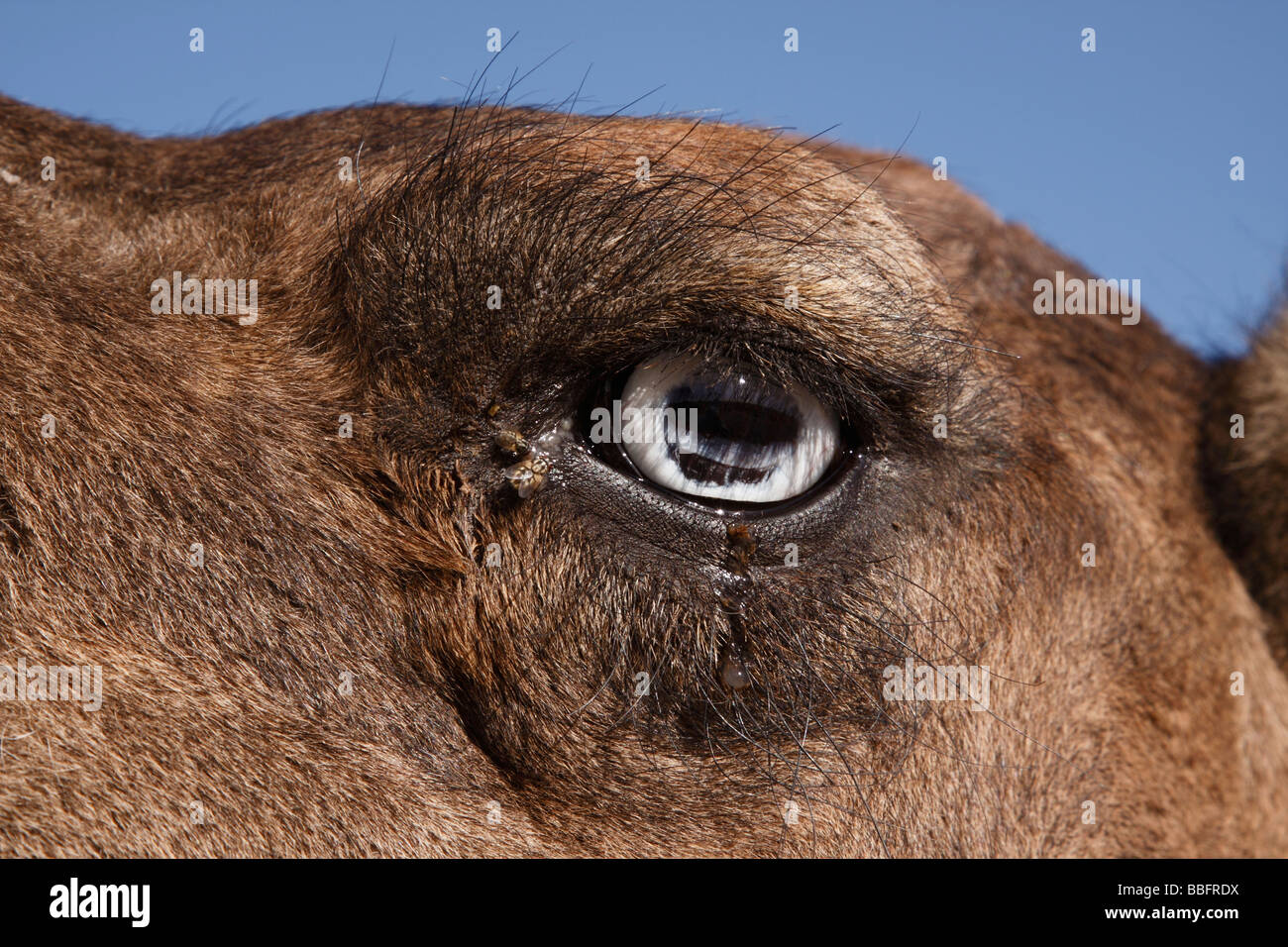 Camel Eyes High Resolution Stock Photography and Images - Alamy