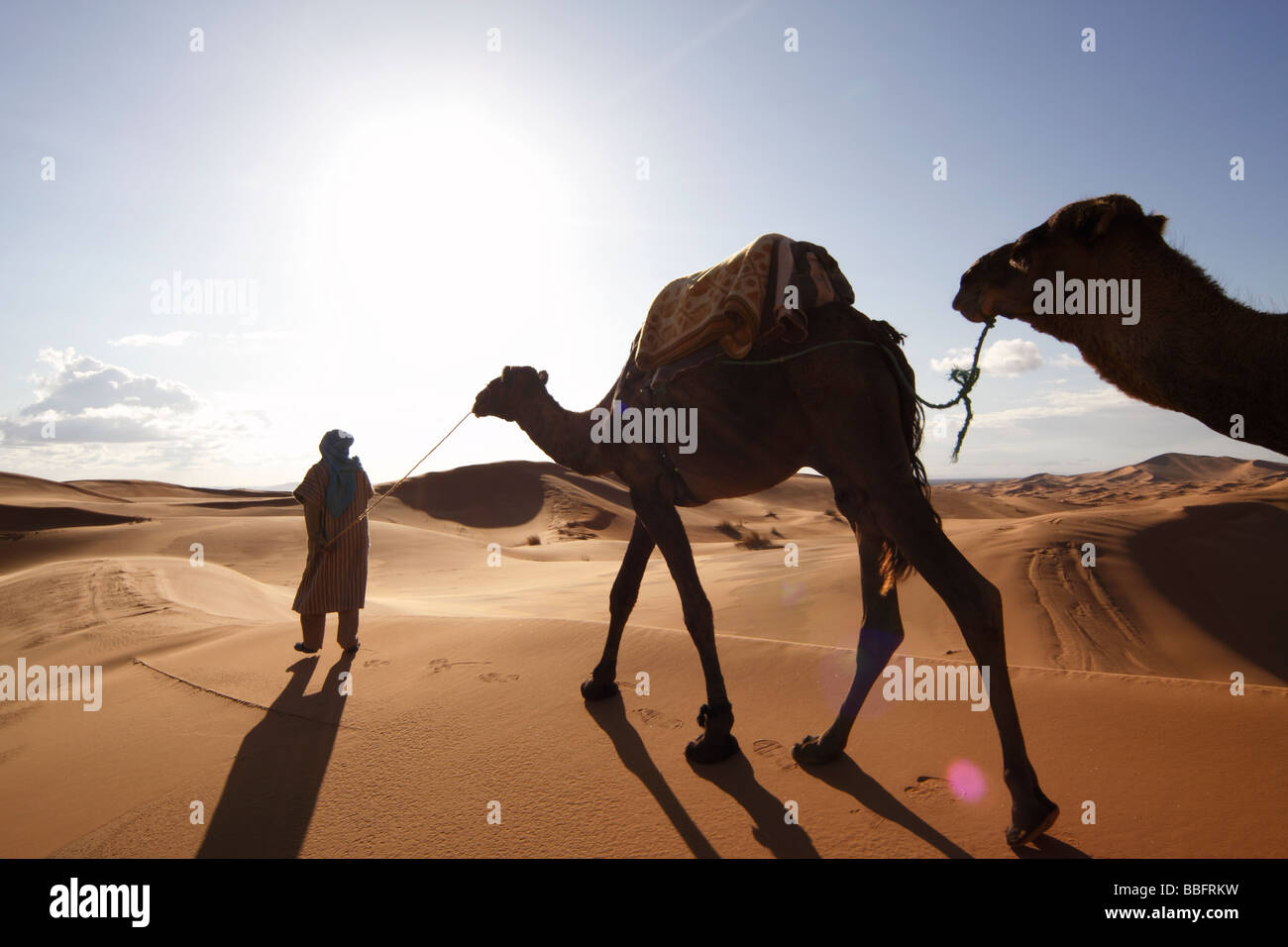 Berber tribe camels hi-res stock photography and images - Alamy