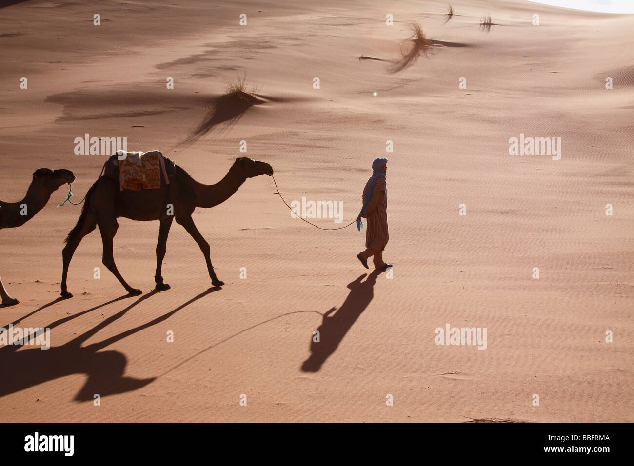 Berber tribe camels hi-res stock photography and images - Alamy