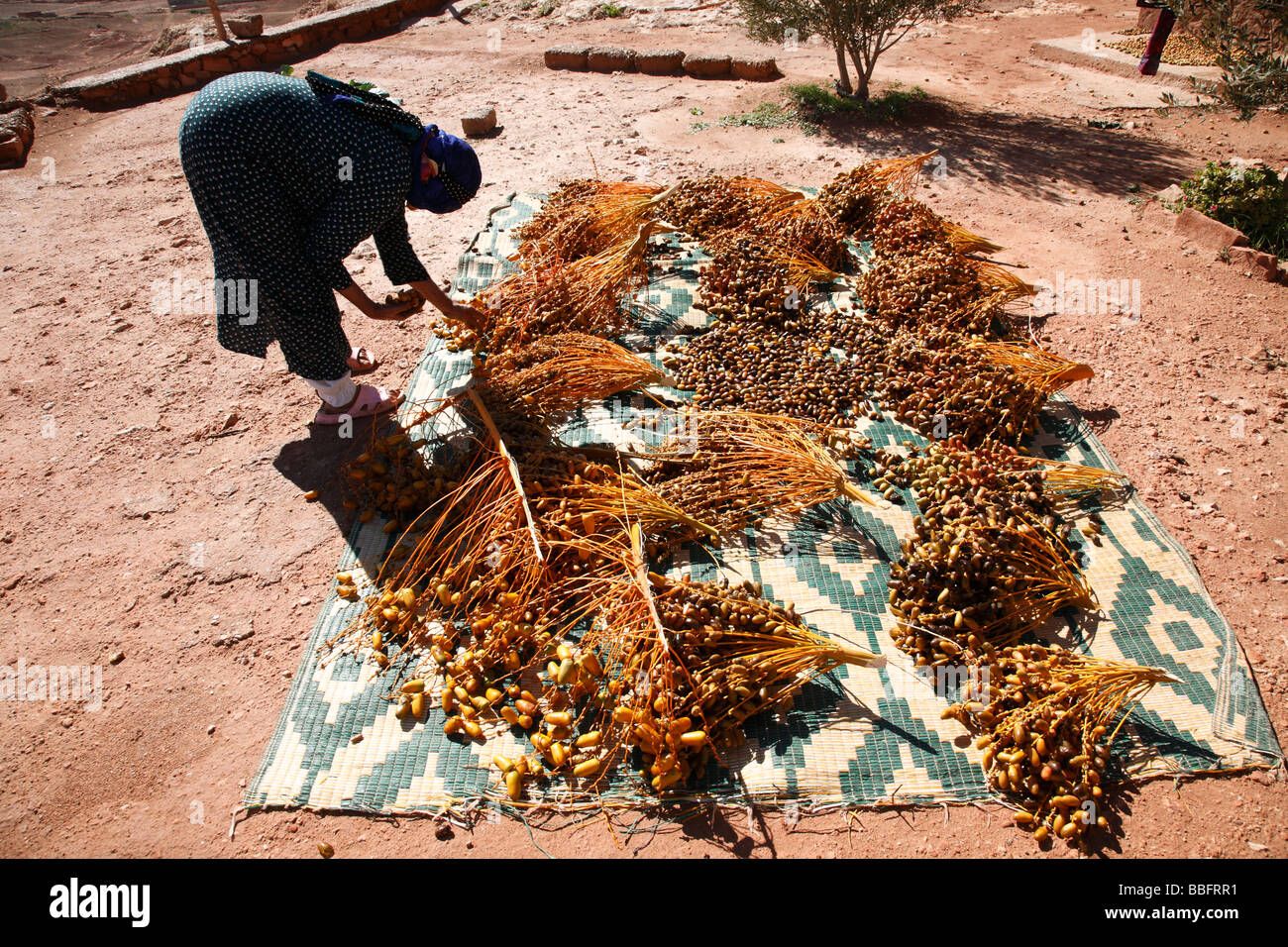 Africa, North Africa, Morocco, Tinerhir, Dates Drying in Backyard, Old ...