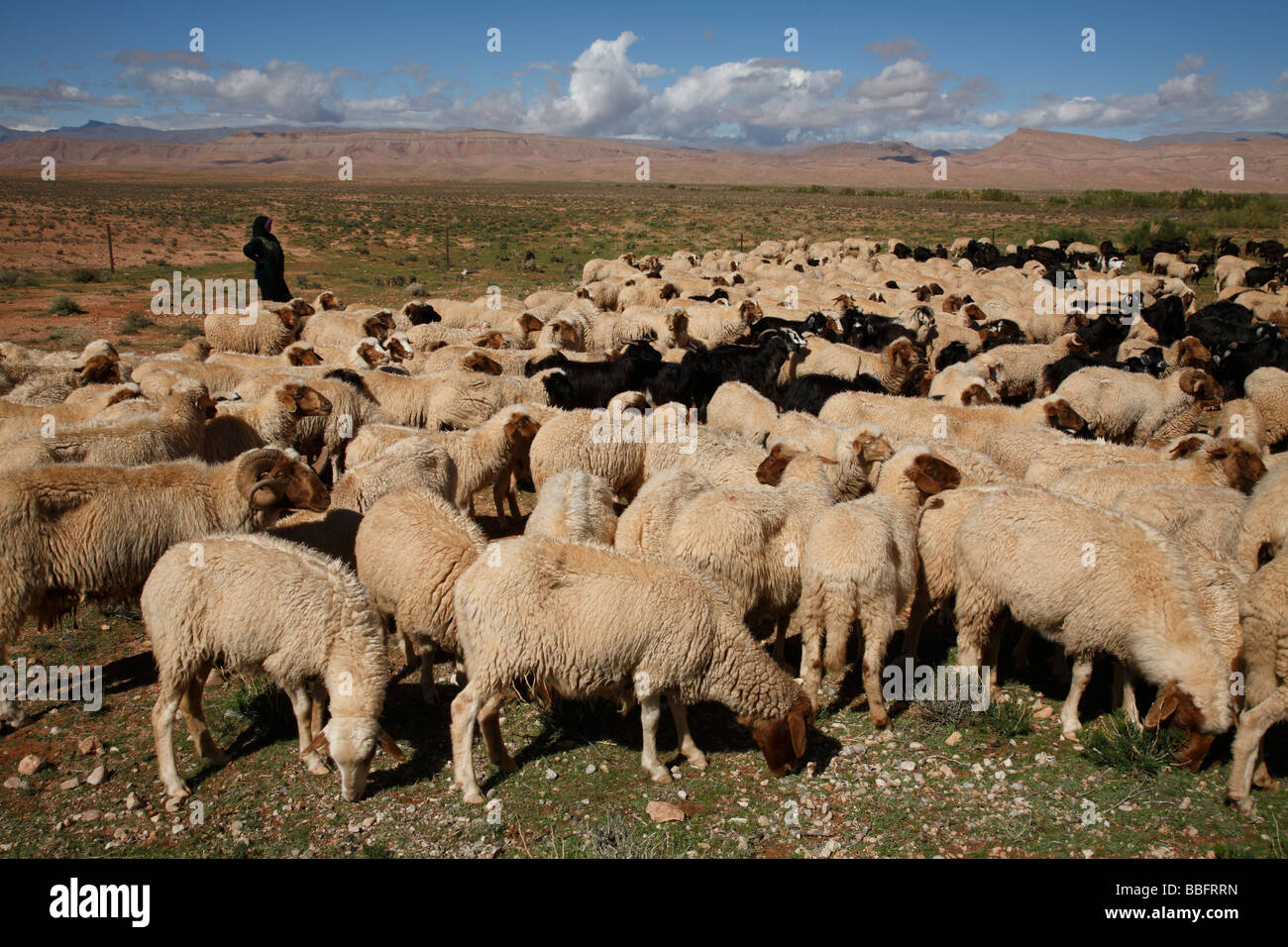 Women farming morocco hi-res stock photography and images - Alamy