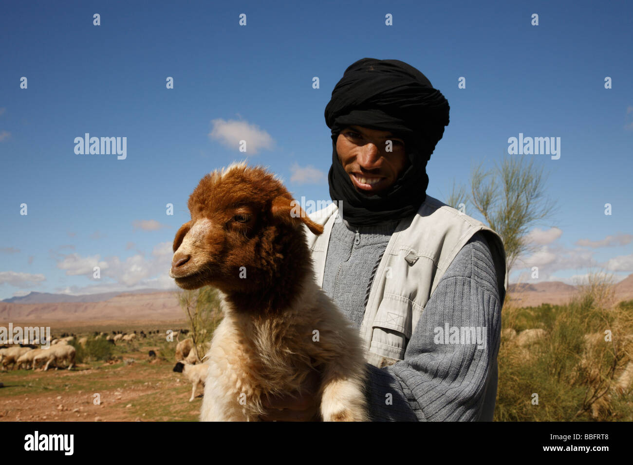 Shepherd sheep carry hi-res stock photography and images - Alamy