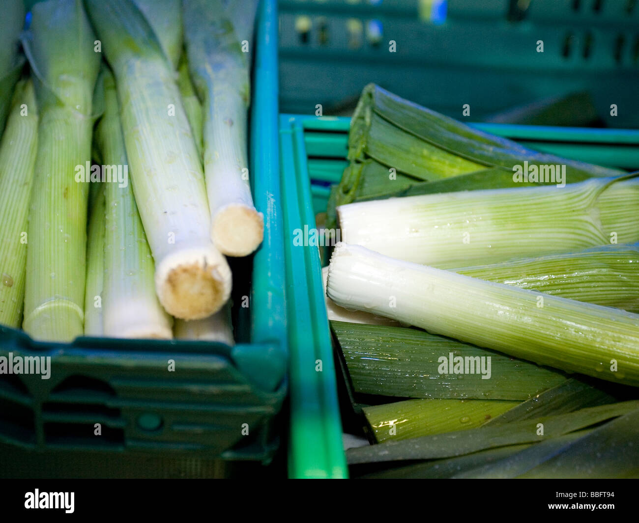 The harvesting and packaging of leeks in the Scottish Borders Stock ...