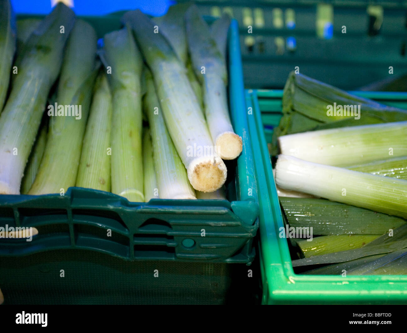 The harvesting and packaging of leeks in the Scottish Borders Stock ...