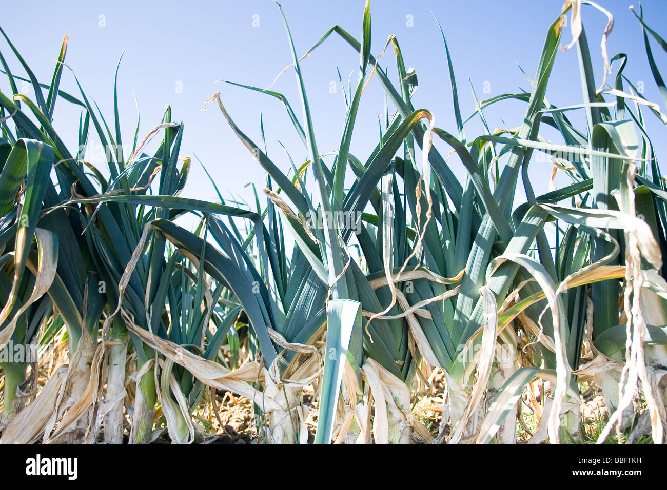 The harvesting and packaging of leeks in the Scottish Borders Stock ...