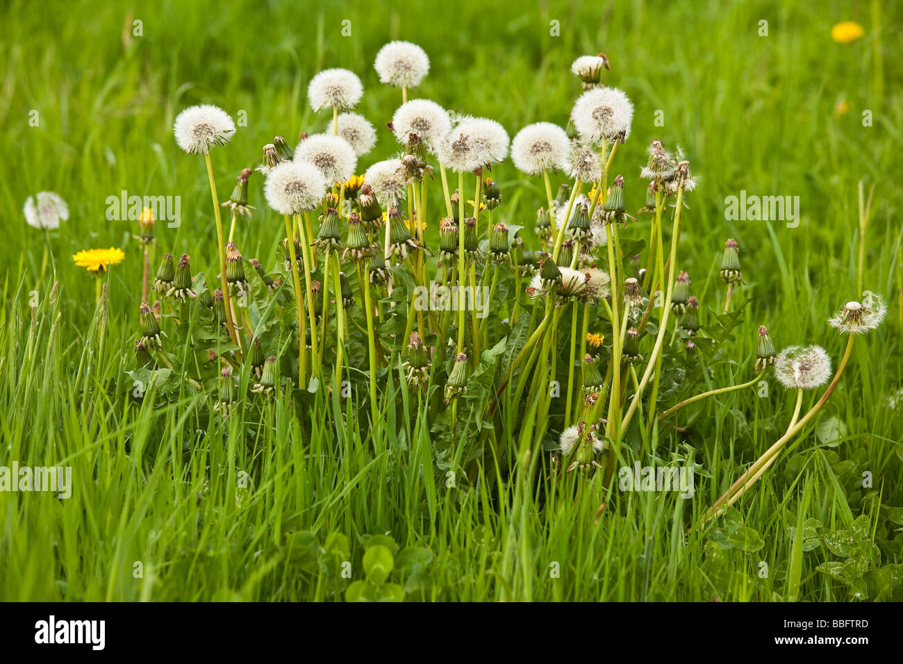 Common Dandelion (Taraxacum officinale Stock Photo - Alamy
