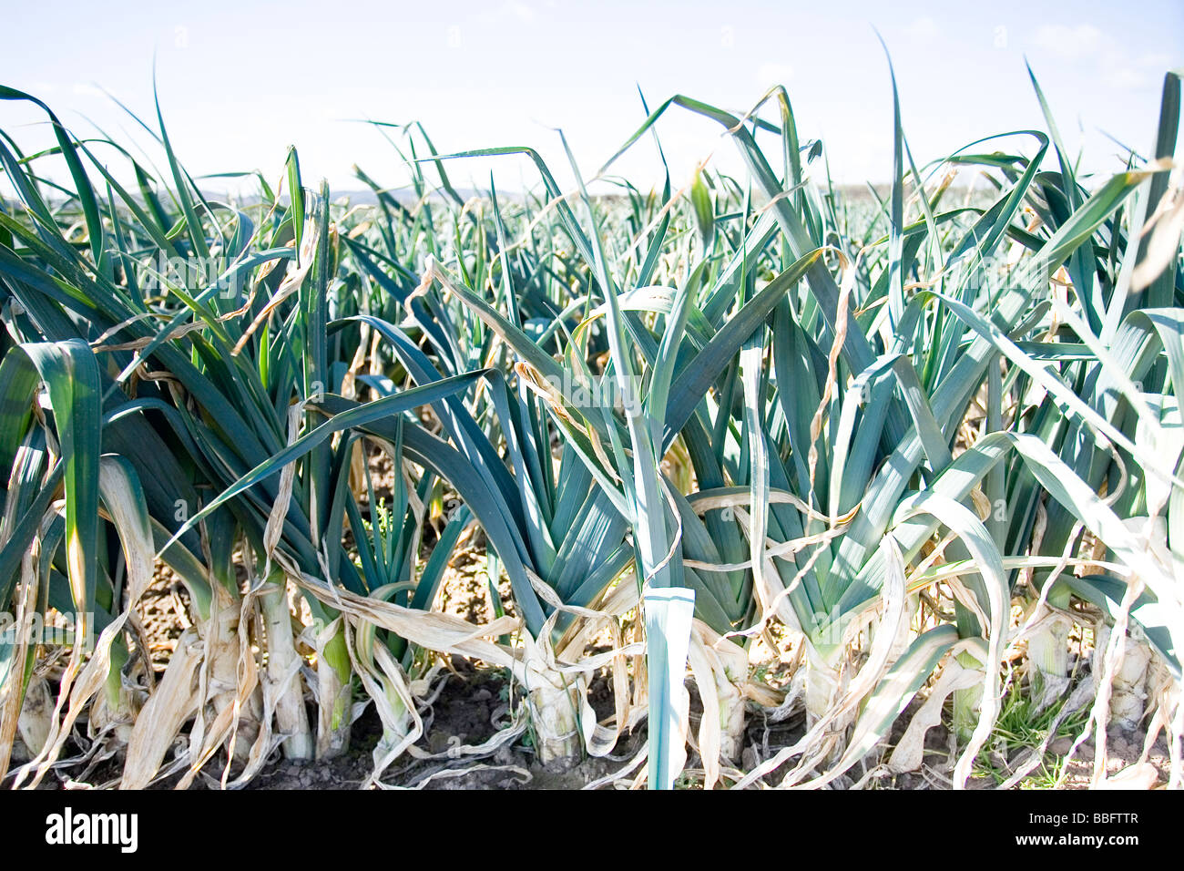 The harvesting and packaging of leeks in the Scottish Borders Stock ...