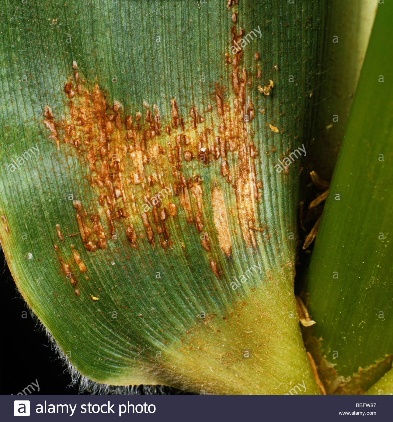 Puccinia Stem High Resolution Stock Photography and Images - Alamy