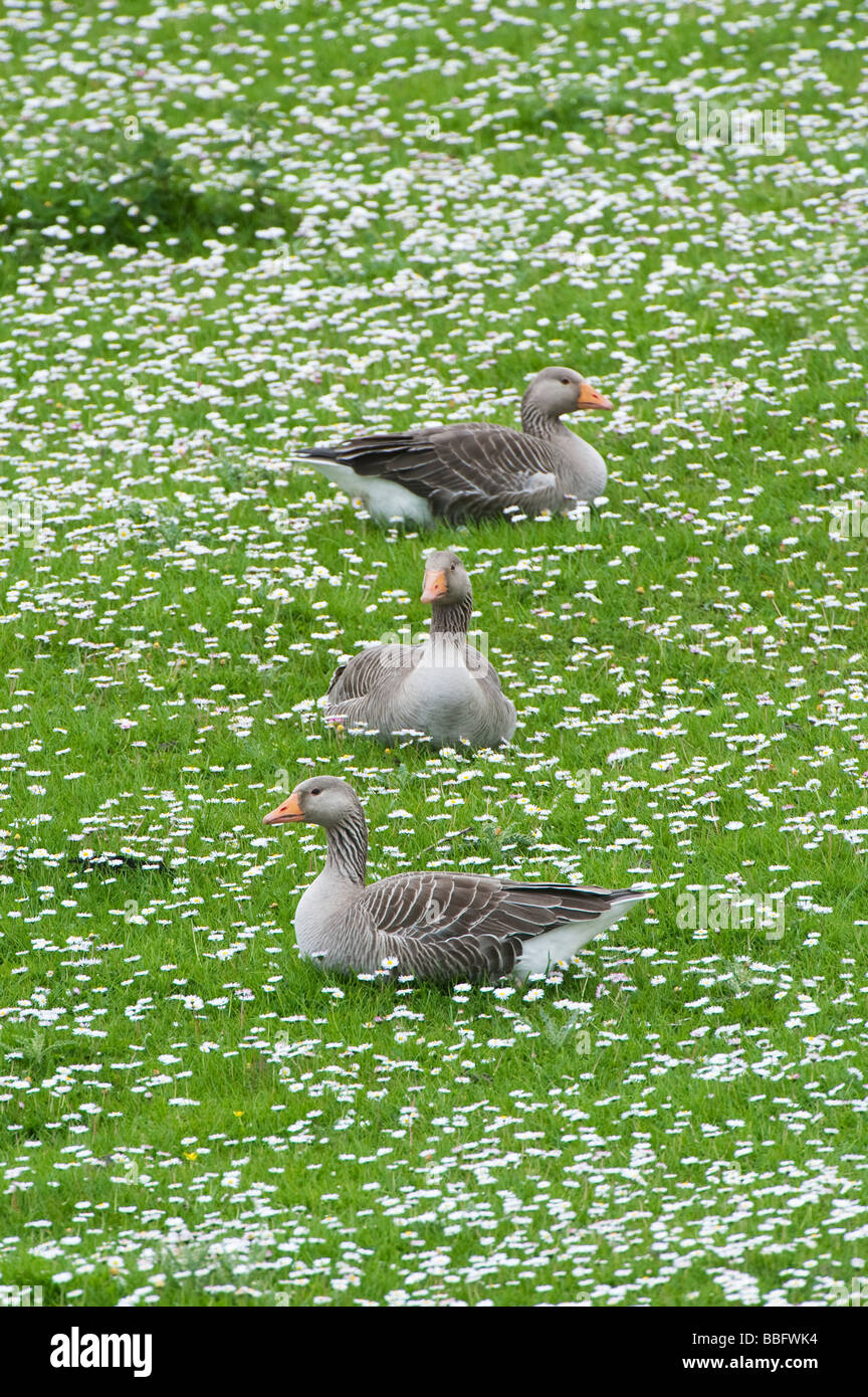 Anser anser. Greylag Geese in amongst daises. Isle of Harris, Outer ...