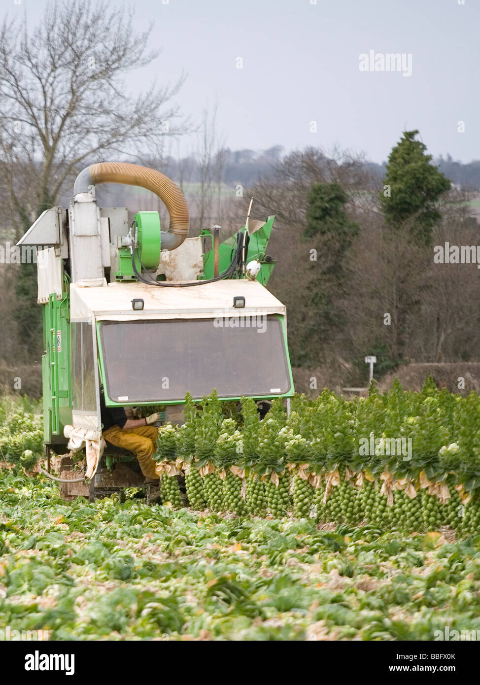 Brussel sprouts harvest workers hi-res stock photography and images - Alamy