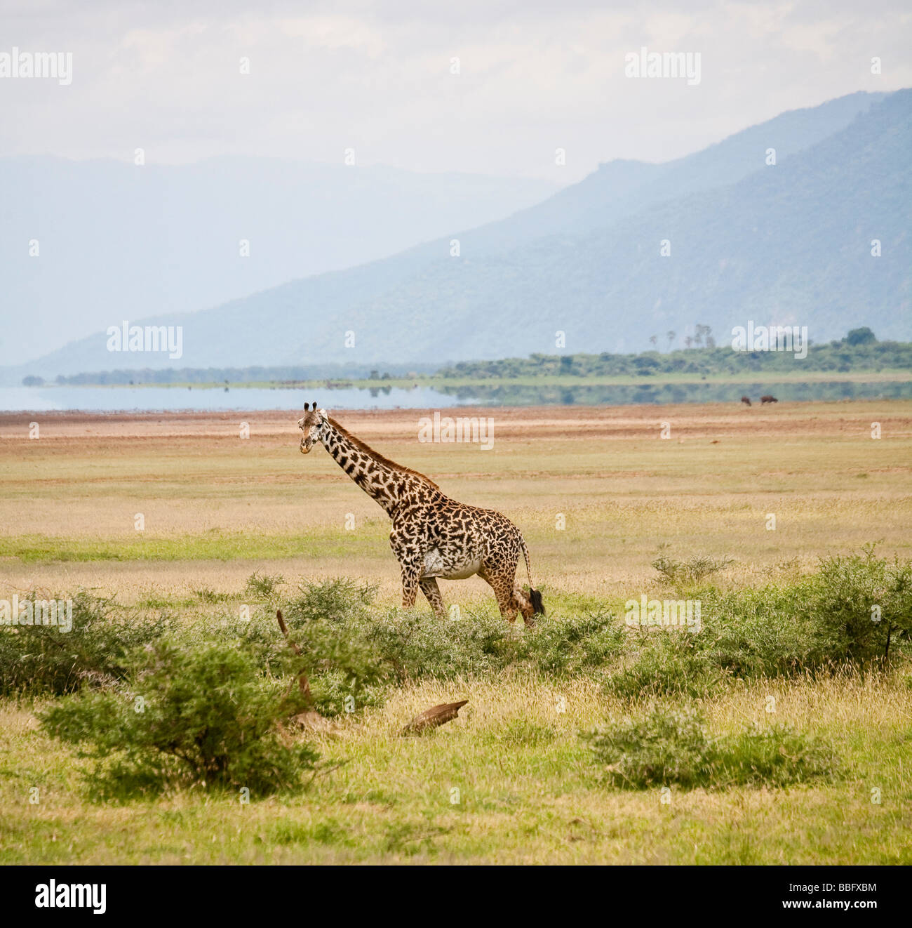 Giraffe in the Rift Valley Manyara Tanzania Stock Photo - Alamy