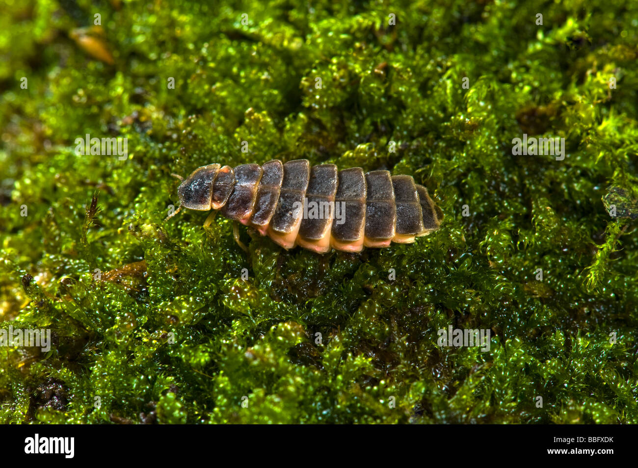 female fire fly firefly glow worm glowworm on ground moss femals have ...