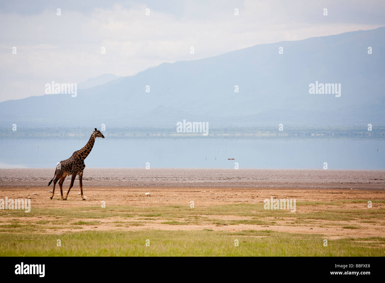 Bull giraffe hi-res stock photography and images - Alamy