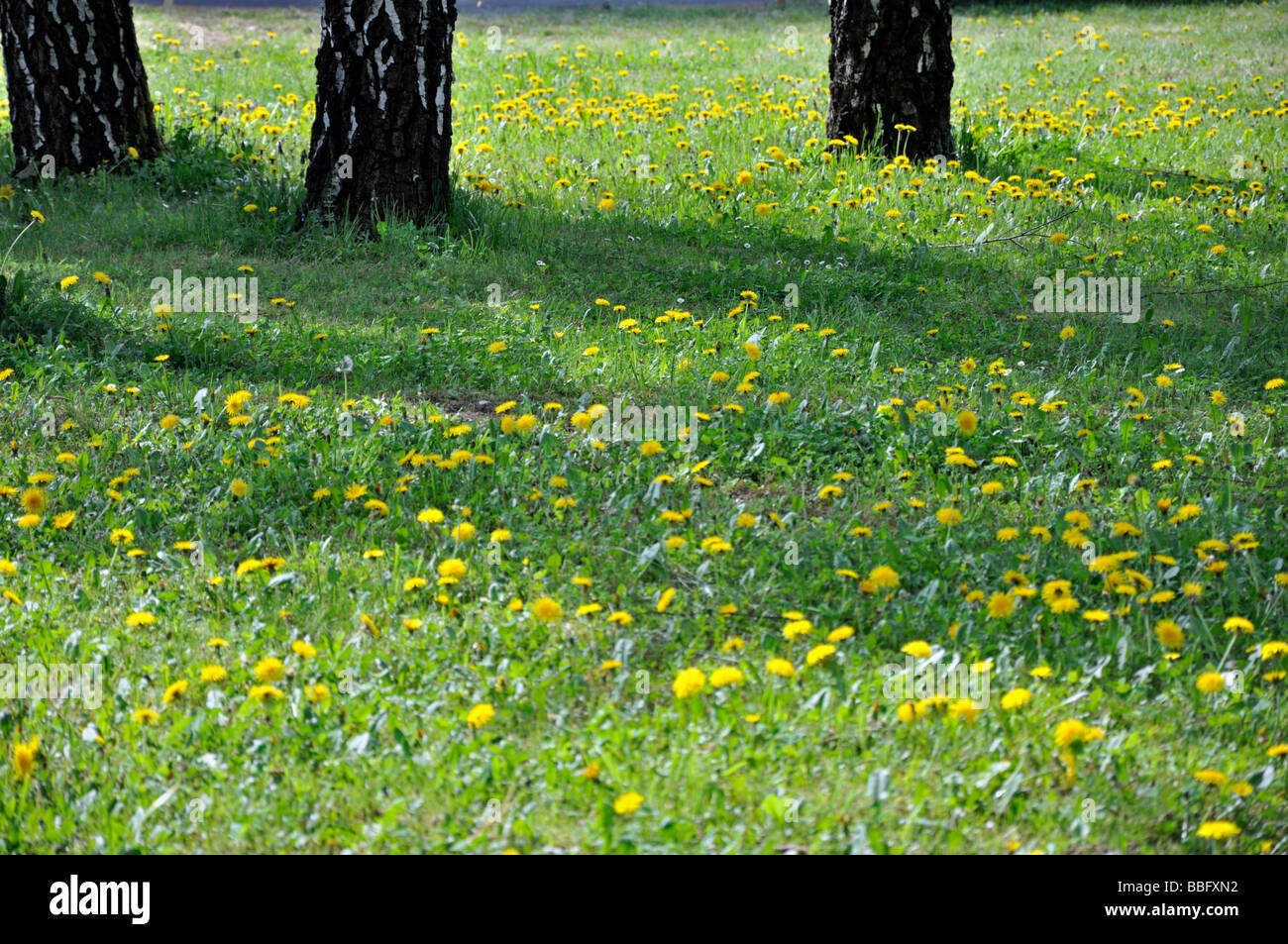 Dandelions and green grass hi-res stock photography and images - Alamy