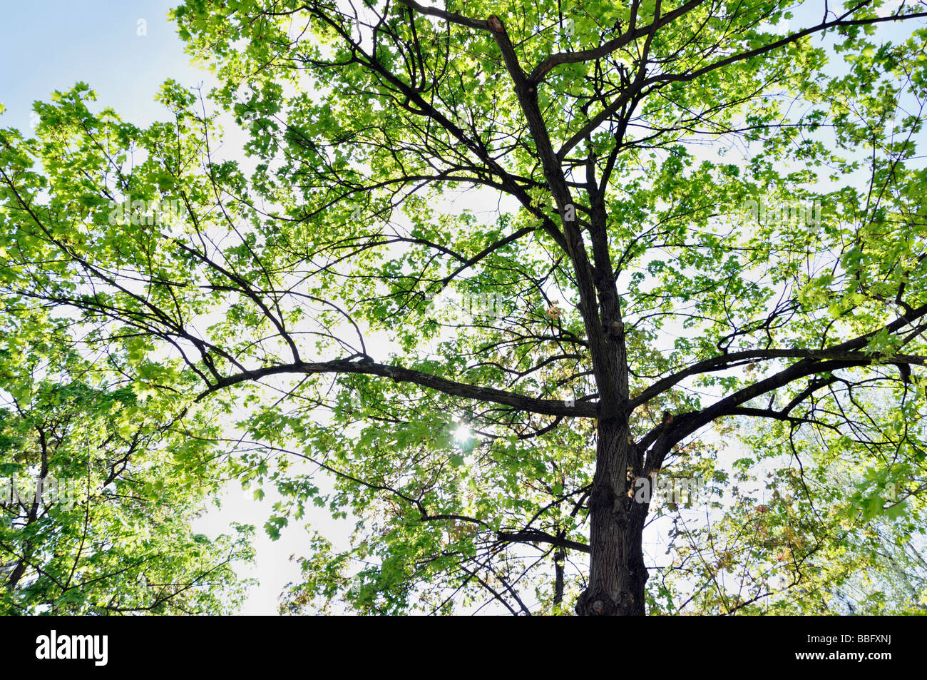 Maple tree in full sun hi-res stock photography and images - Alamy