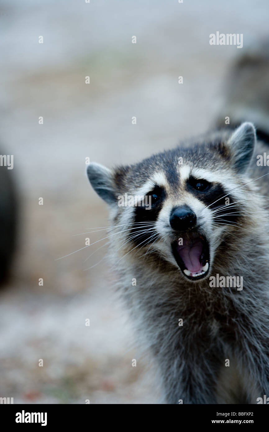 Warning behavior hi-res stock photography and images - Alamy