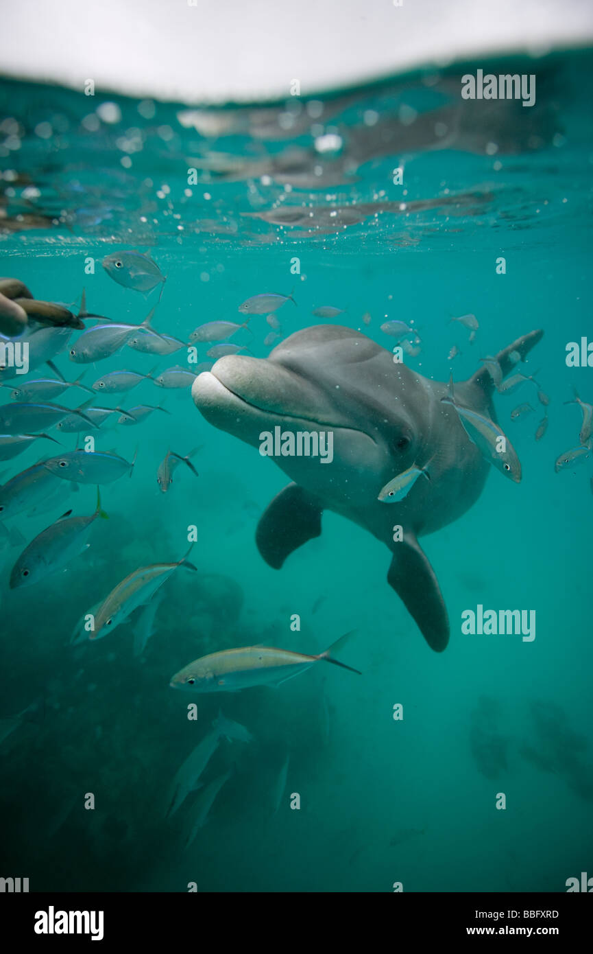 Atlantic bottlenose dolphin Stock Photo - Alamy