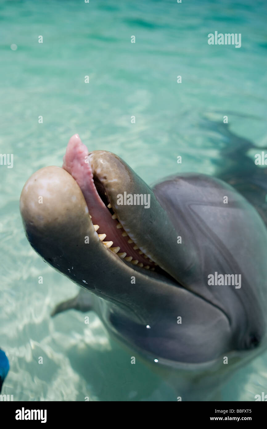 Close-up of Bottlenose dolphin Stock Photo - Alamy